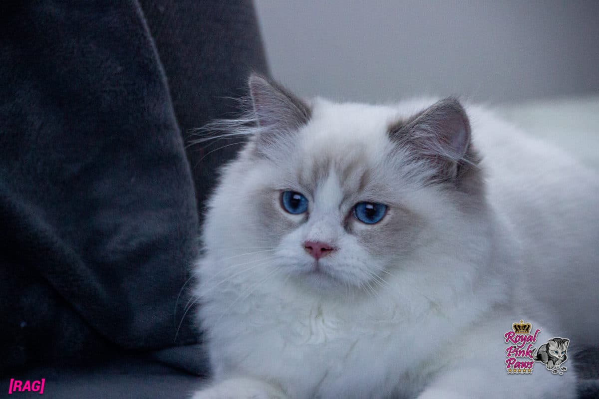Ragdoll | Royal Pink Paws